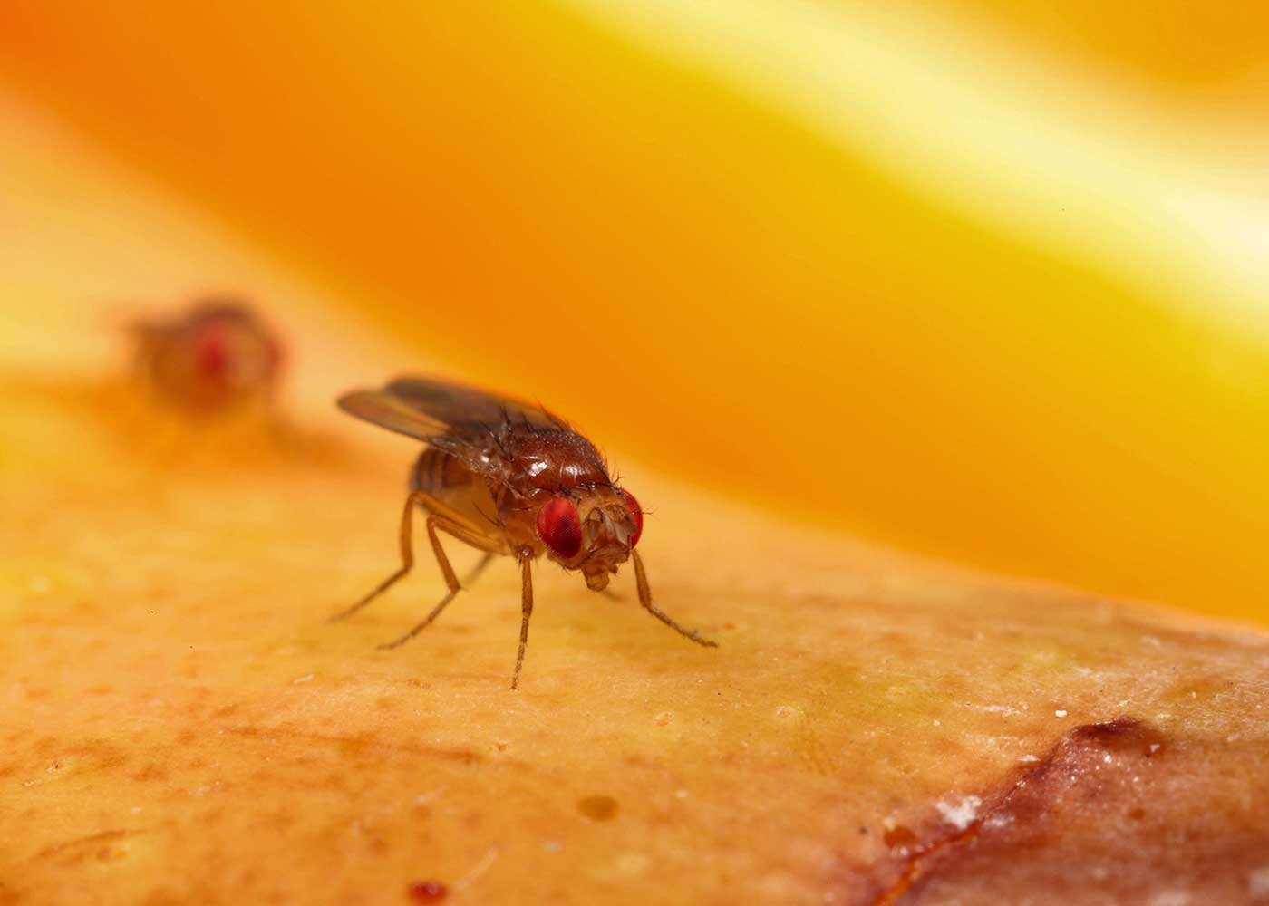 Best Fruit Fly Spray to Get Rid of Pesky Fruit Flies Infestation