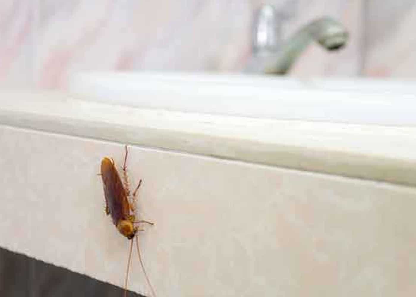 Debunking Common Cockroach Myths: Know the truth Debunking Common Cockroach Myths: Know the truth