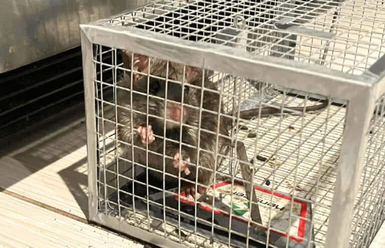 Using live rat traps for relocation—ethical guide - Pest Tips